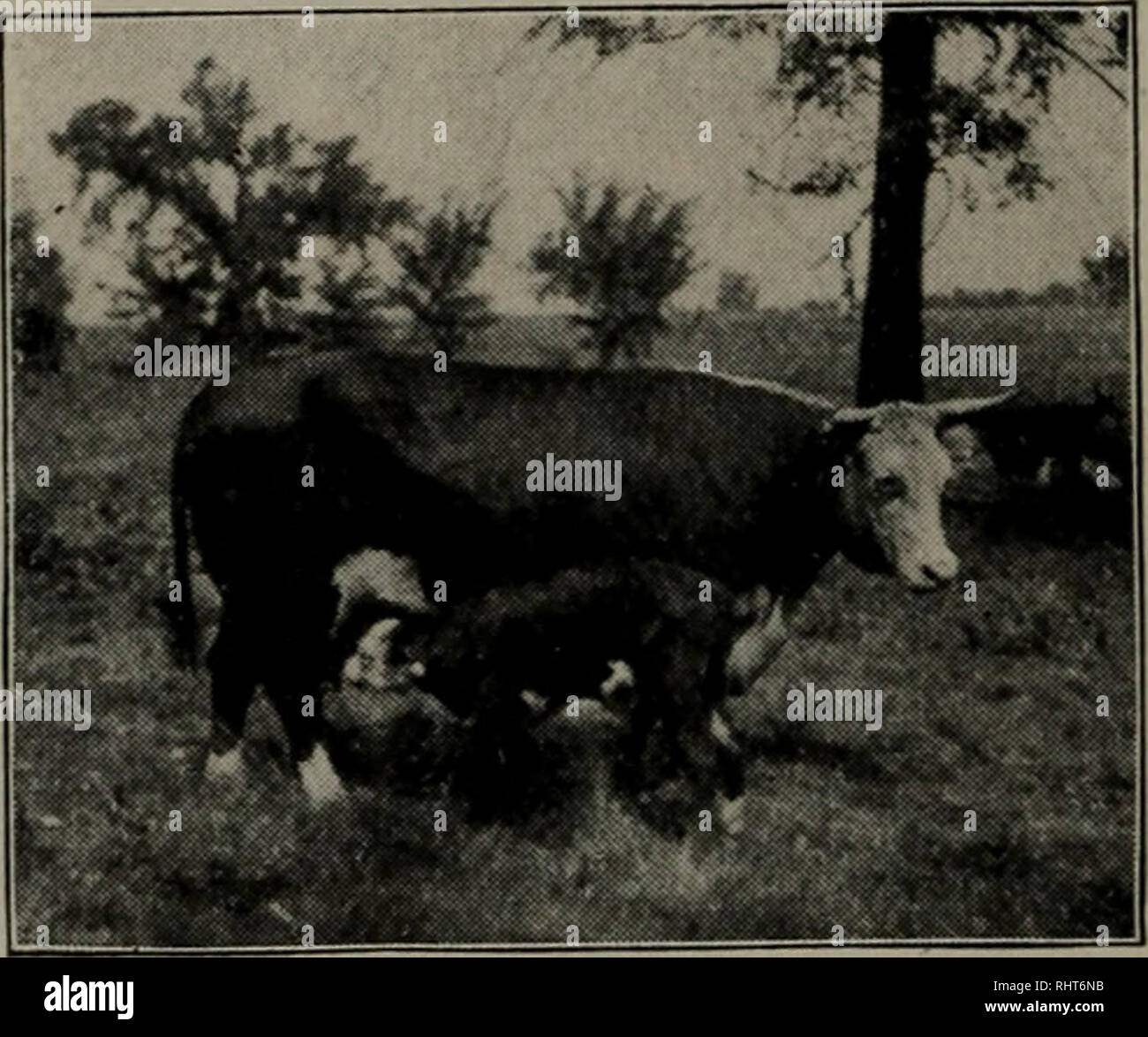 . Biggle cow book;. Cow. [from old catalog]. 92 BIGGLE COW BOOK. A iooo ...