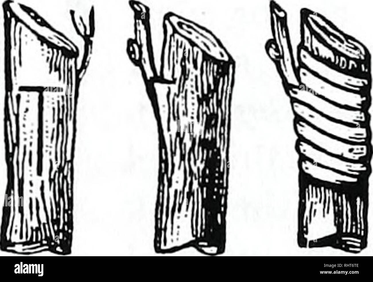 Girdled tree hi-res stock photography and images - Alamy