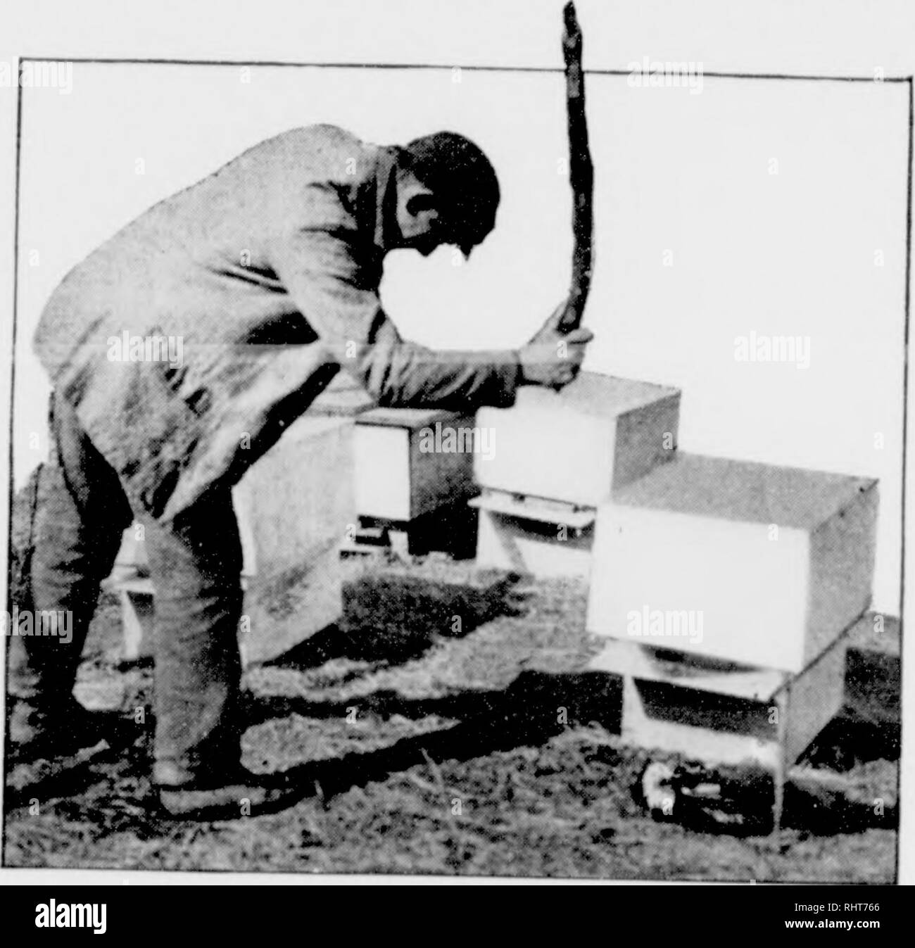 Bee swarm at night Black and White Stock Photos & Images - Alamy