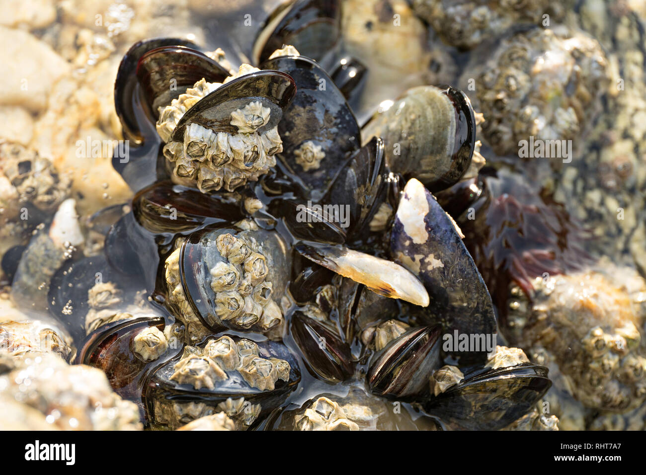 Sea waves hitting wild mussels on rocks Stock Photo - Alamy