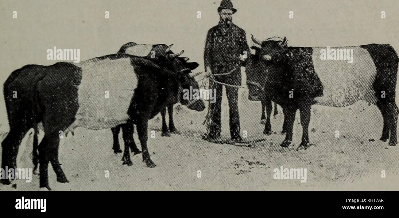 . Biggle cow book; old time and modern cow-lore rectified, concentrated ...