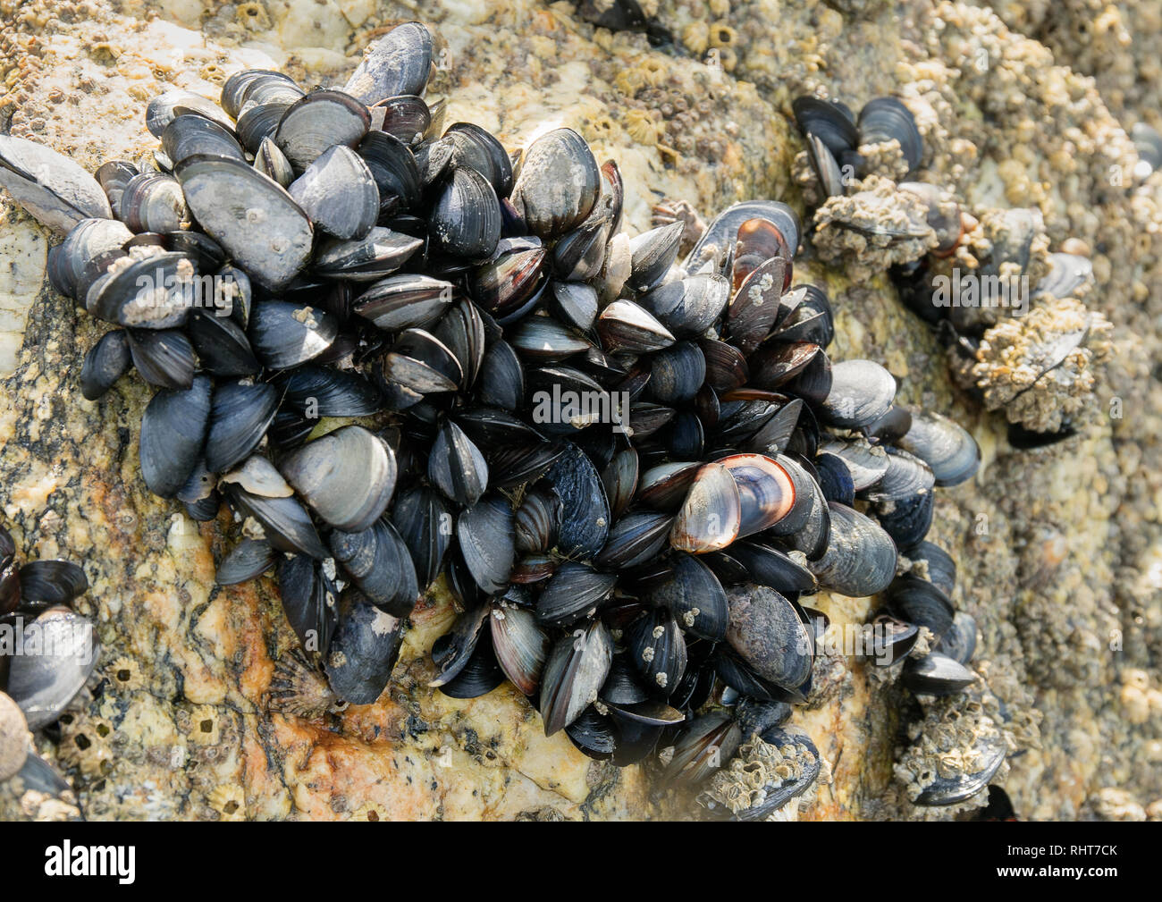 Small wild mussels growing on rock. Natural background Stock Photo - Alamy