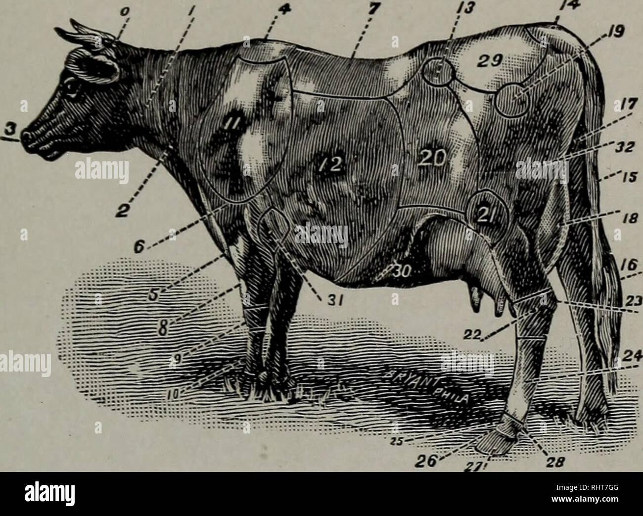 Udder Belly High Resolution Stock Photography and Images - Alamy