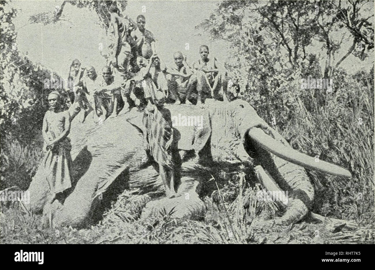 . Big game hunting in Africa and other lands; the appearance, habits ...