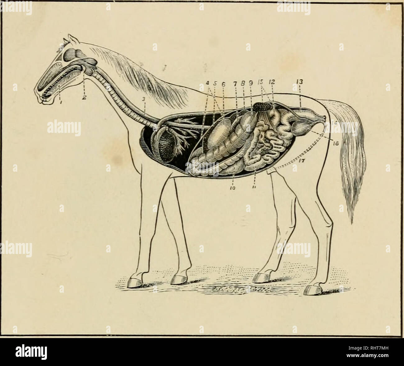 Pharynx horse hi-res stock photography and images - Alamy