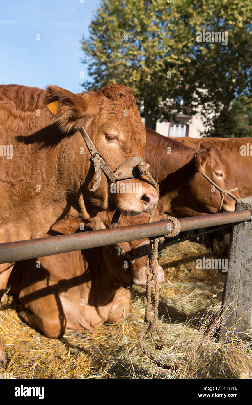 Red brown limousin cow hi-res stock photography and images - Alamy