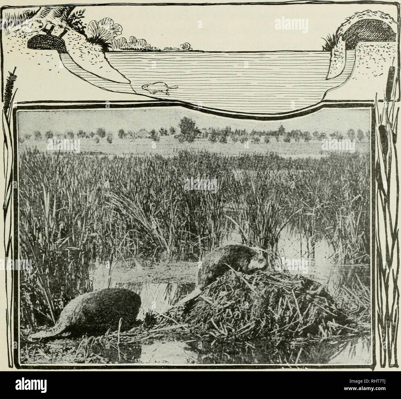 Castor tails hi-res stock photography and images - Alamy