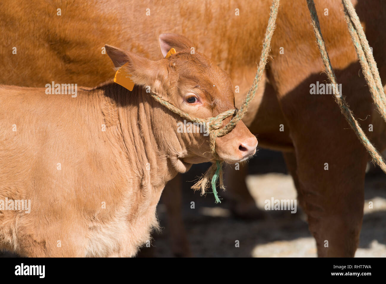 French Limousin veau tied with rope at the market Stock Photo - Alamy