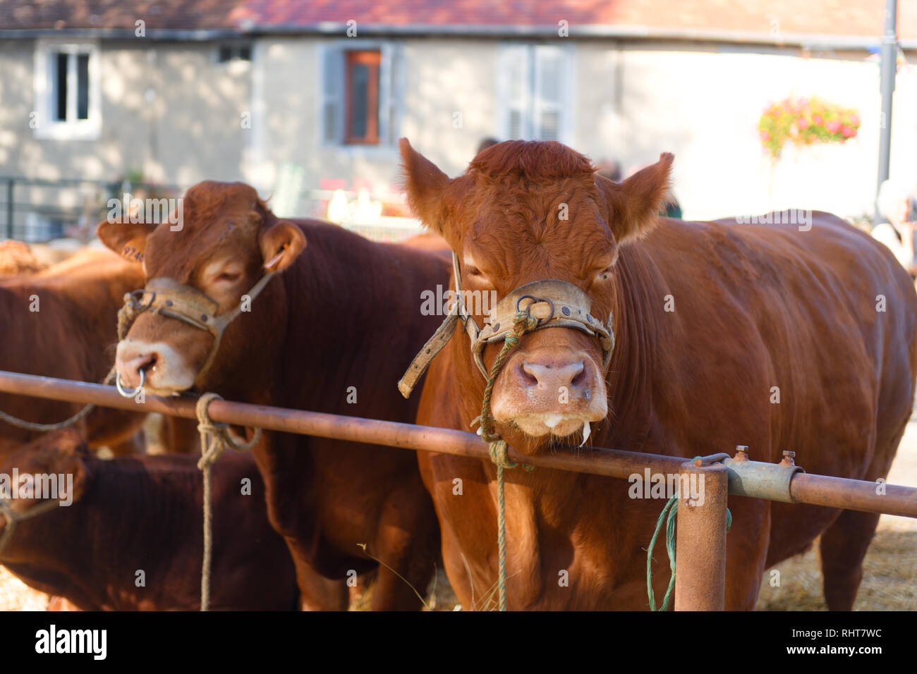 Market in French Limousin with brown Limousine cows Stock Photo - Alamy