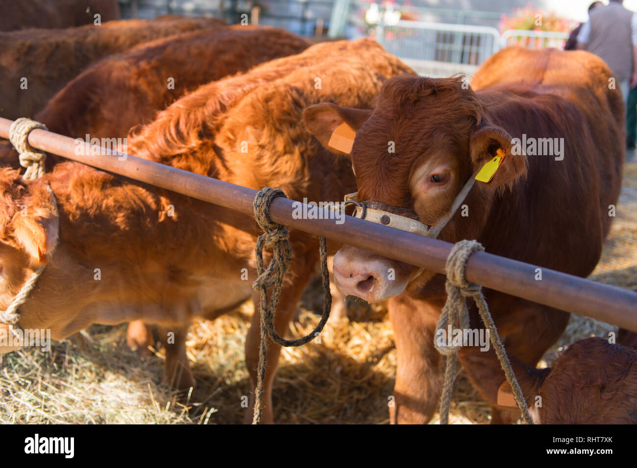 Market in French Limousin with brown Limousine cows Stock Photo - Alamy