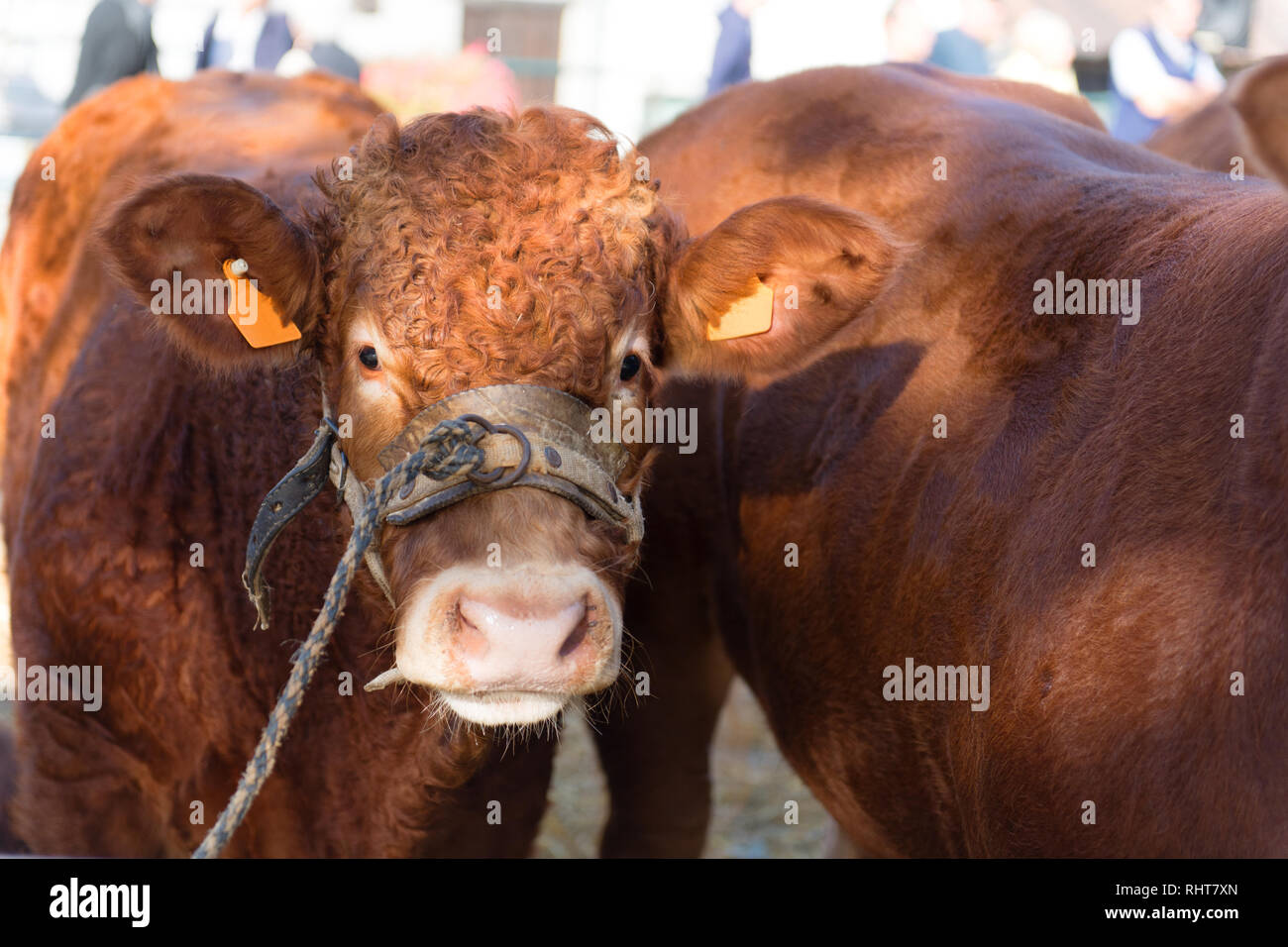 Market in French Limousin with brown Limousine cows Stock Photo - Alamy