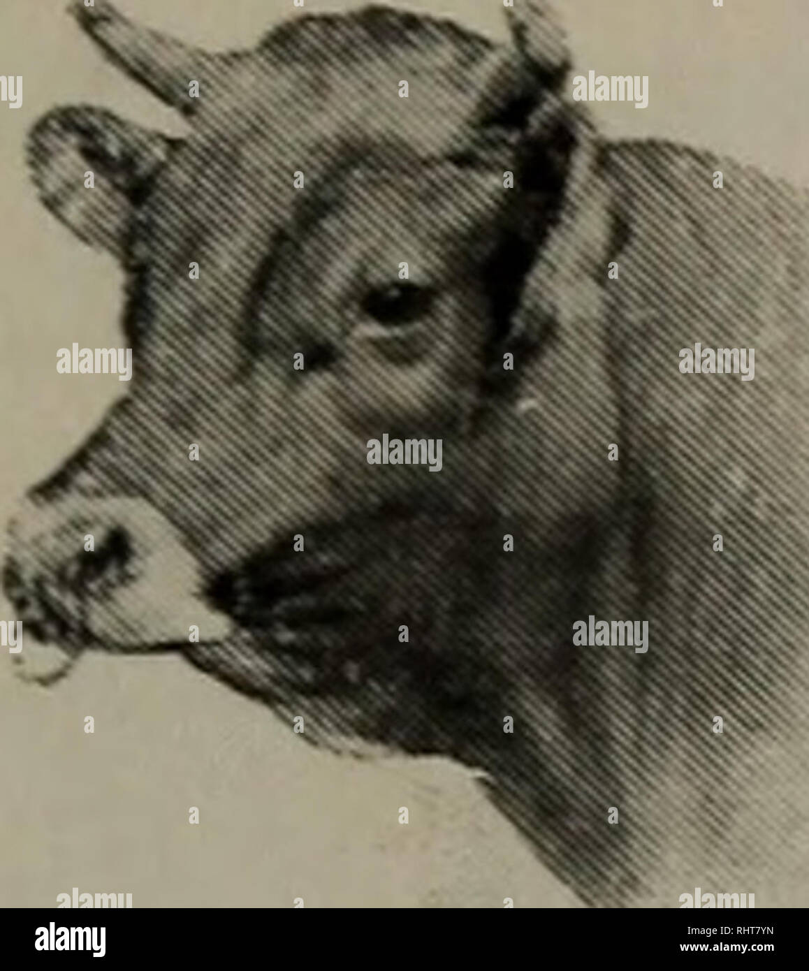 . Biggle cow book;. Cow. [from old catalog]. Chapter III. THE BULL. The ...