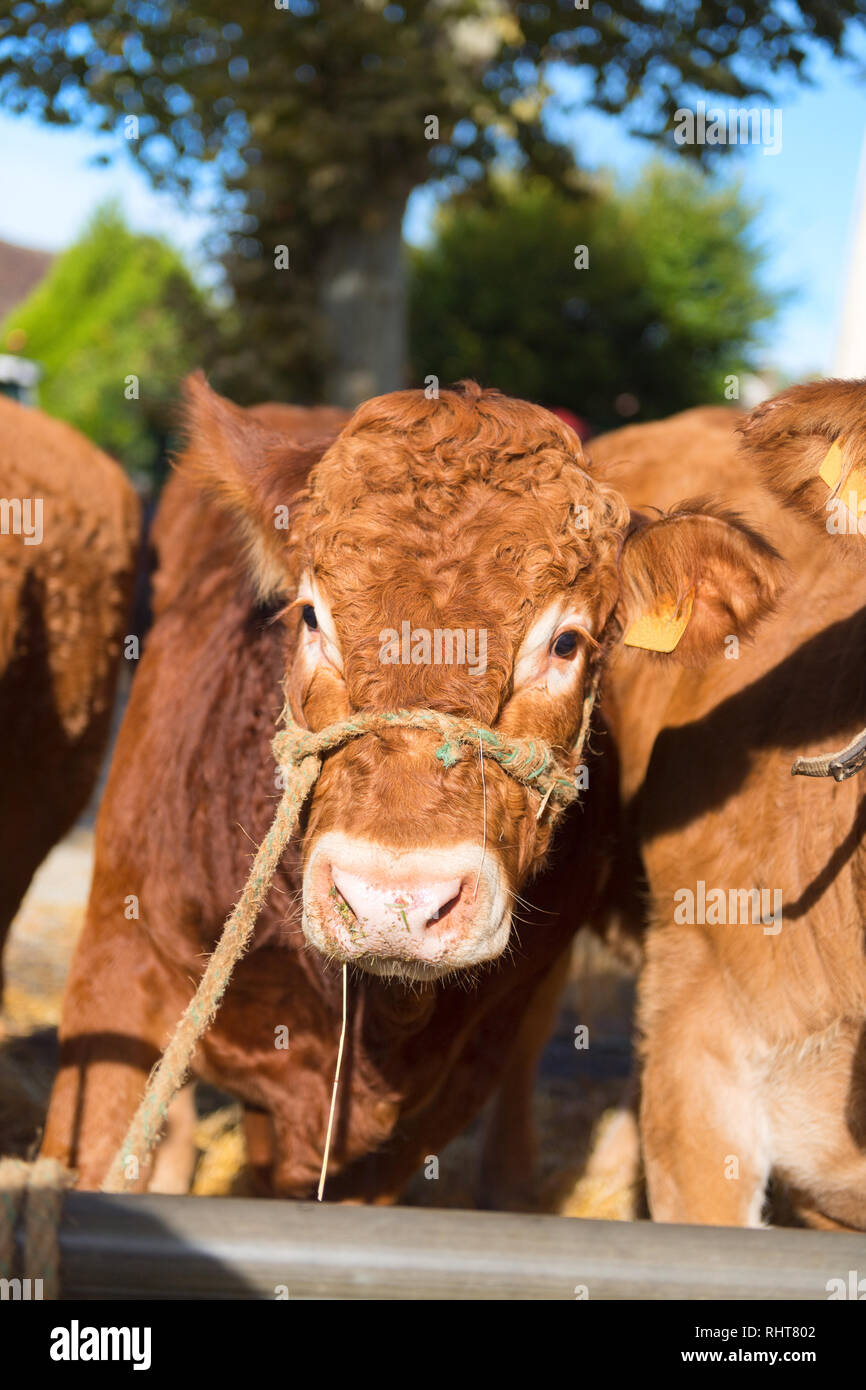 Market in French Limousin with brown Limousine cows Stock Photo - Alamy