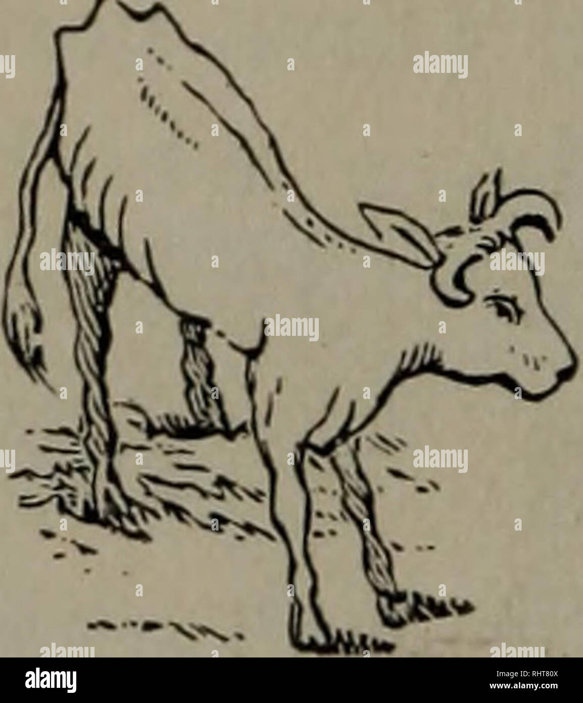Hornless bull hi-res stock photography and images - Alamy