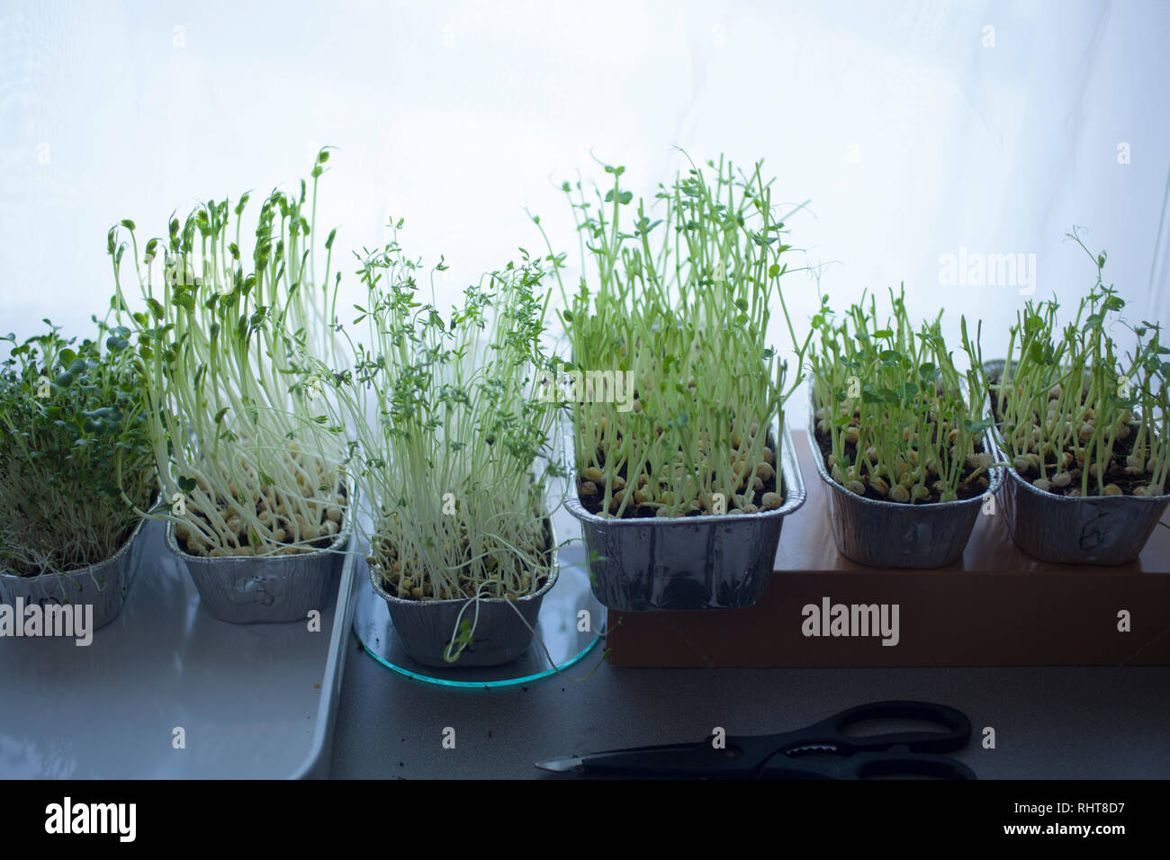 Growing winter salad container hi-res stock photography and images - Alamy