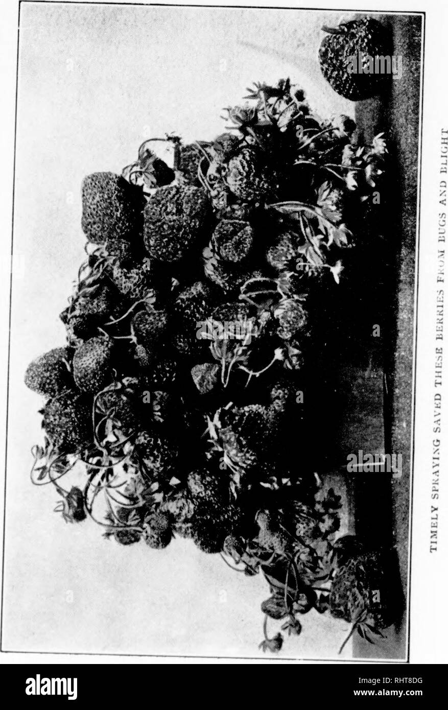 . Biggle berry book [microform] : small fruit facts from bud to box ...