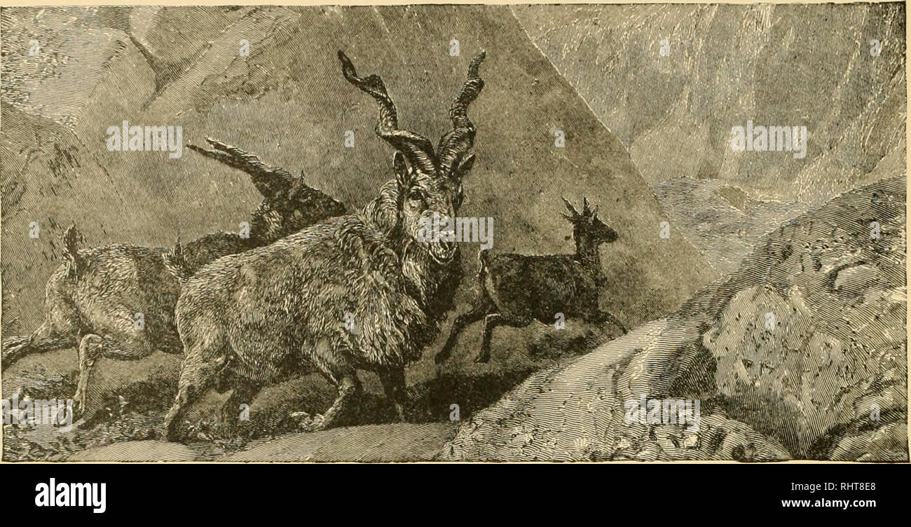 Wilder markhor hi-res stock photography and images - Alamy