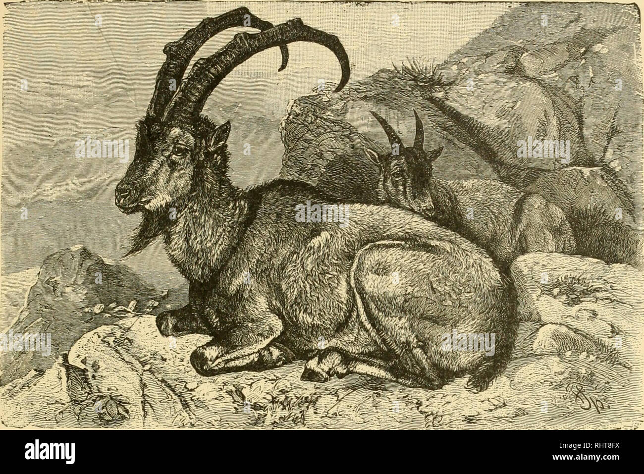 Hunts ibex hi-res stock photography and images - Alamy