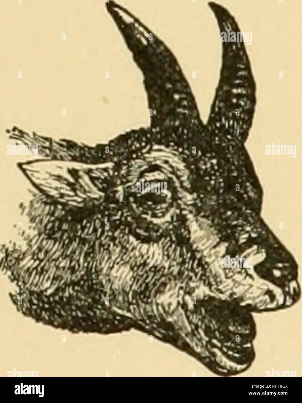 Ibex hunters hi-res stock photography and images - Alamy
