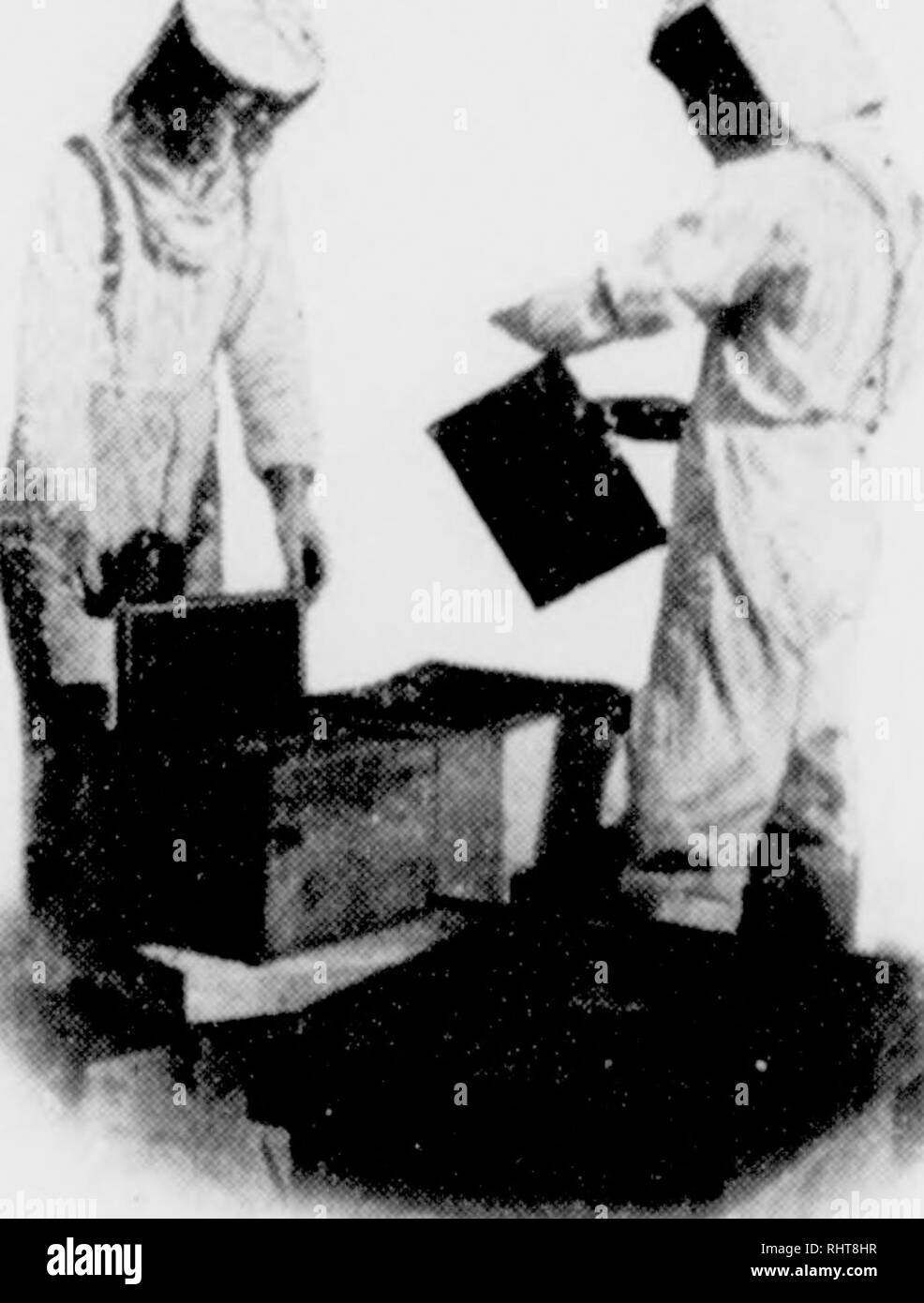 Butcher and bee hi-res stock photography and images - Alamy