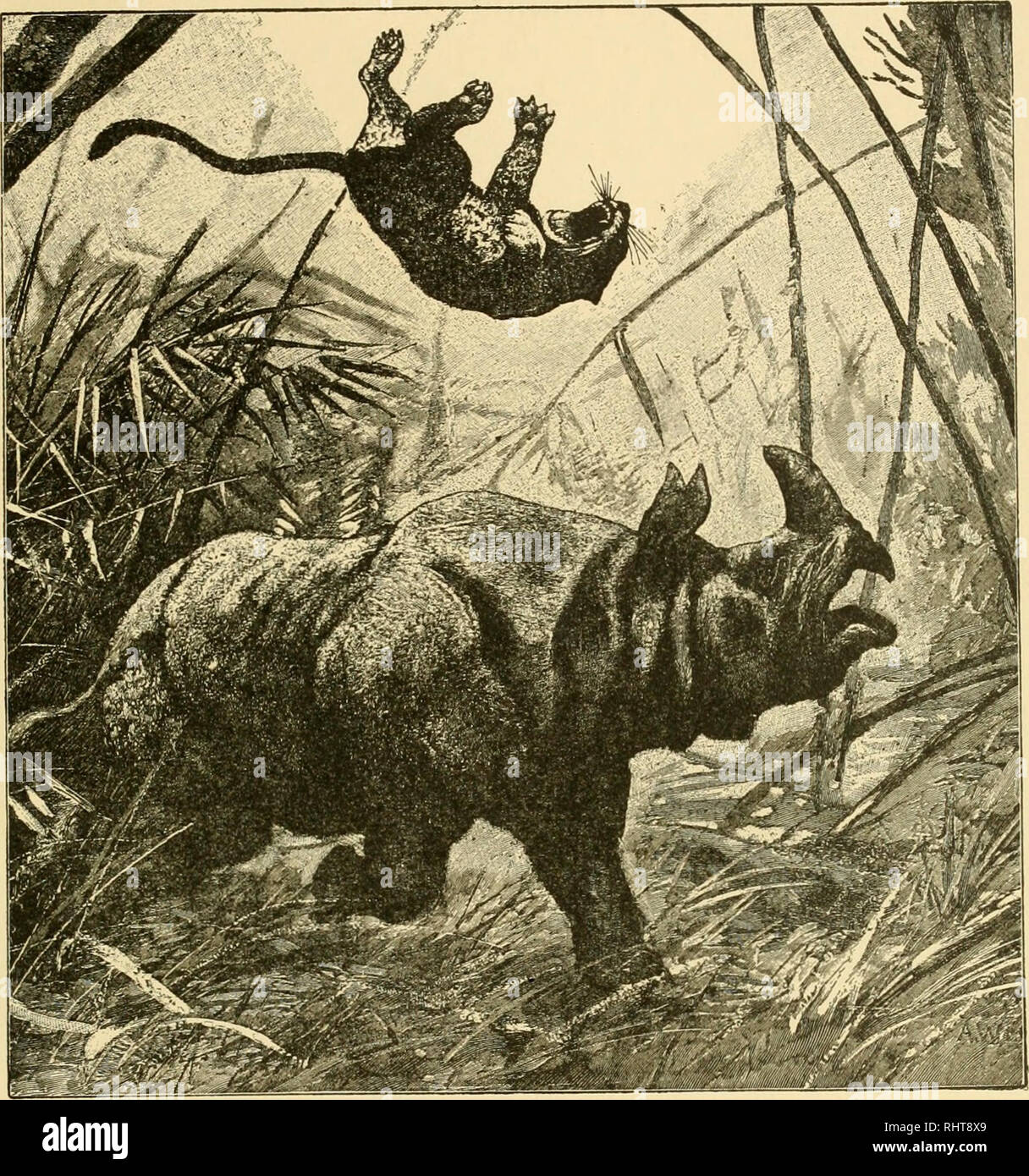 Rhino from swamp hi-res stock photography and images - Alamy