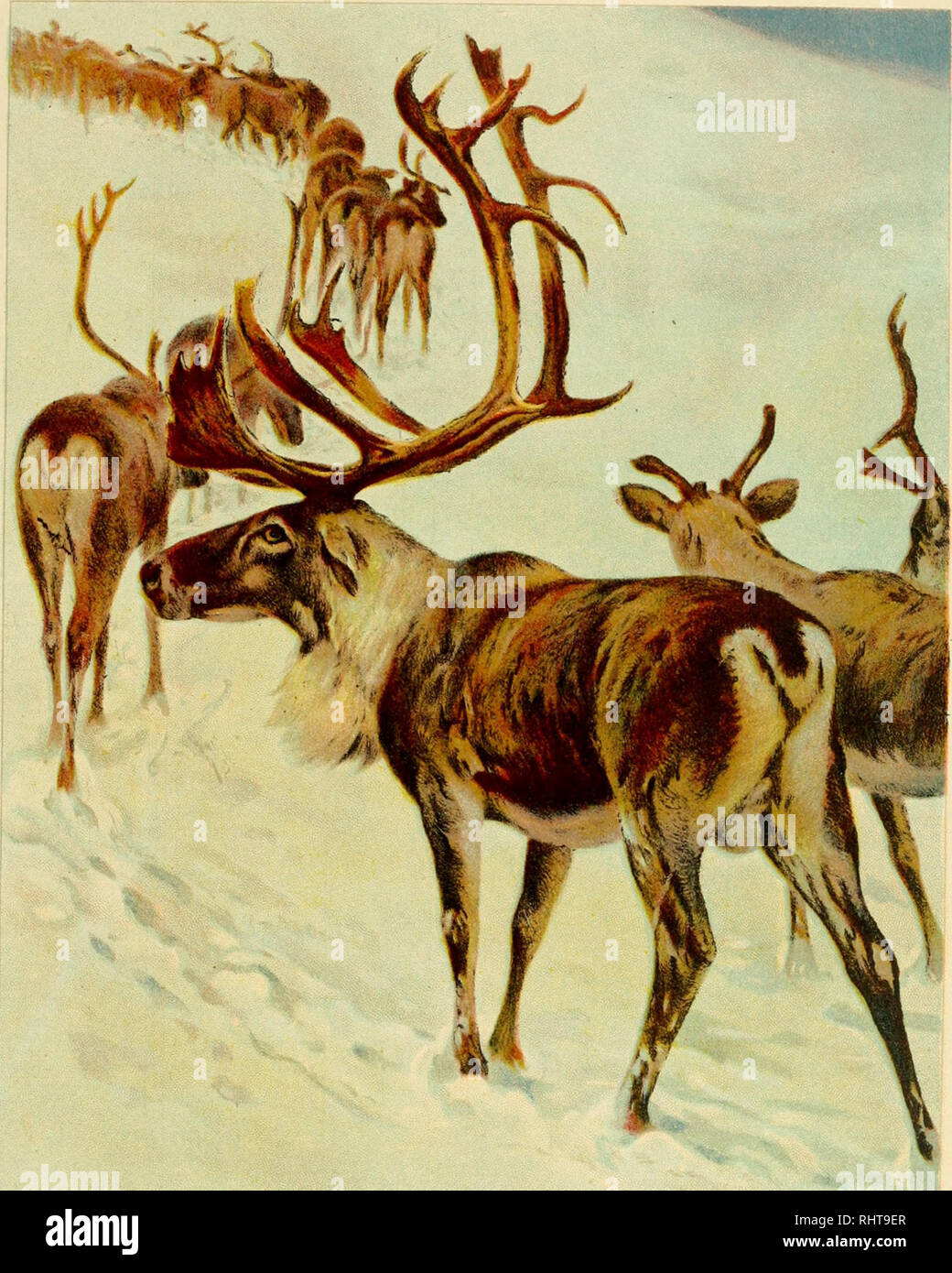 caribou hyde