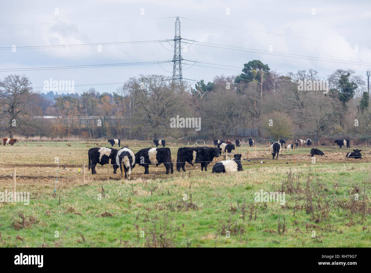 Oreo cows hi-res stock photography and images - Alamy