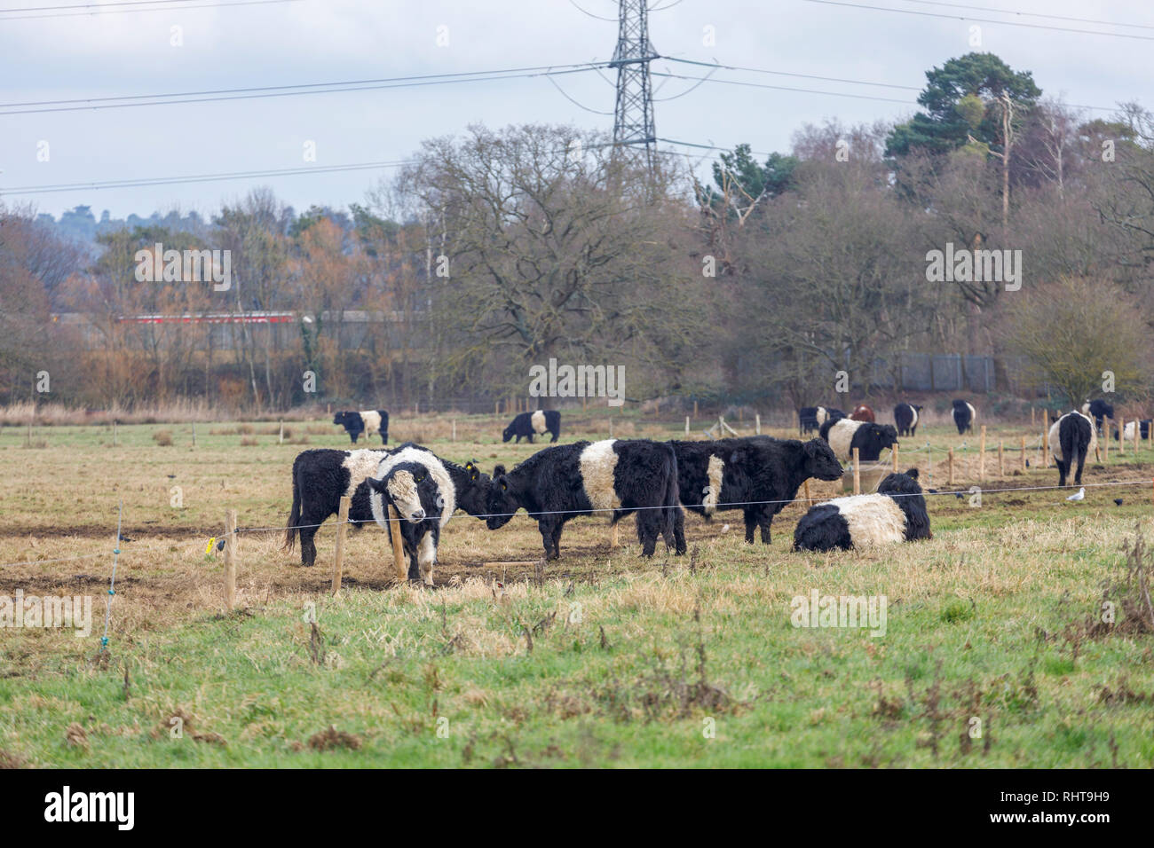 Belted Galloway cows with characteristic long hair coat and broad white ...