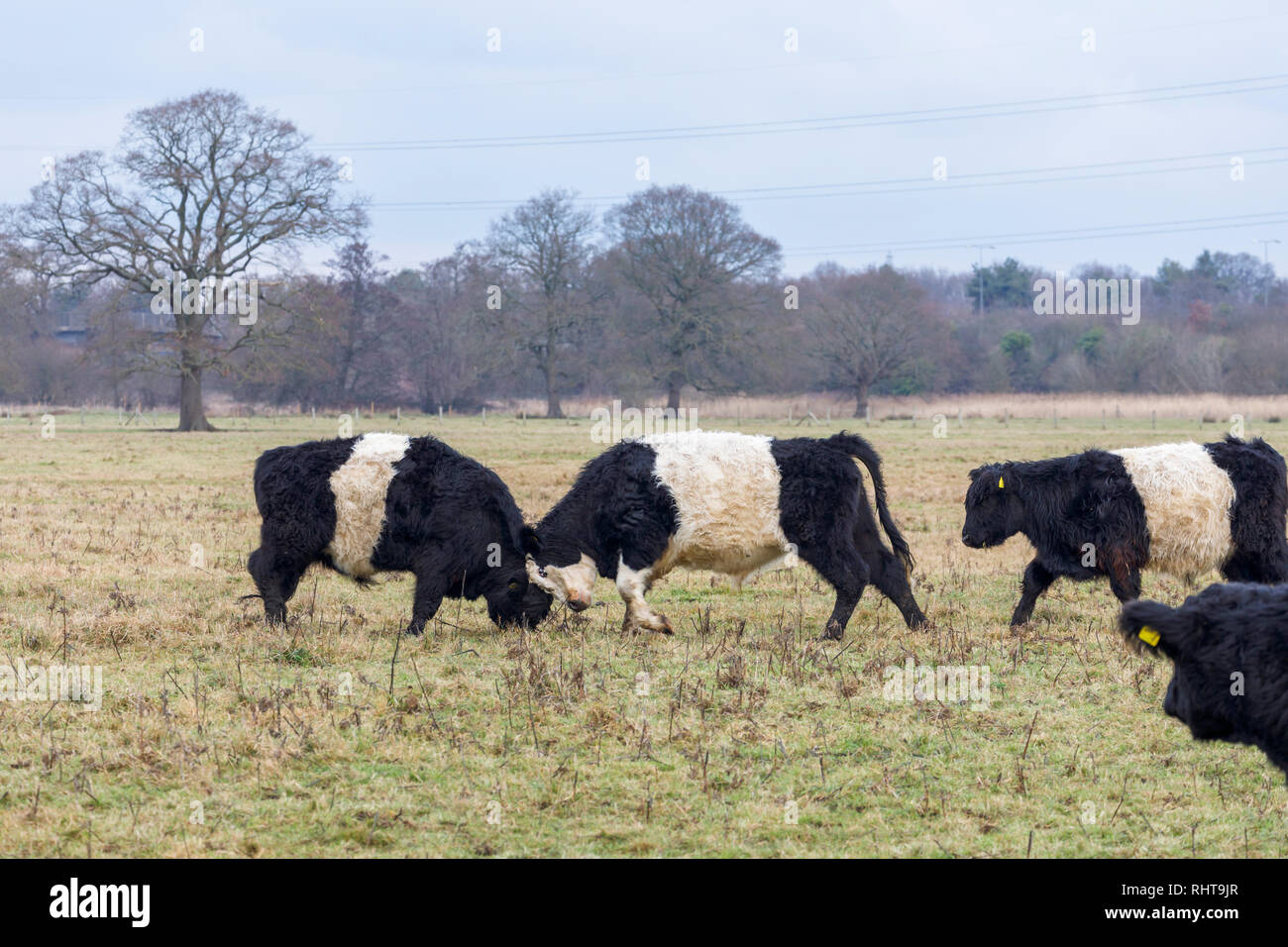 Cows tussling hi-res stock photography and images - Alamy