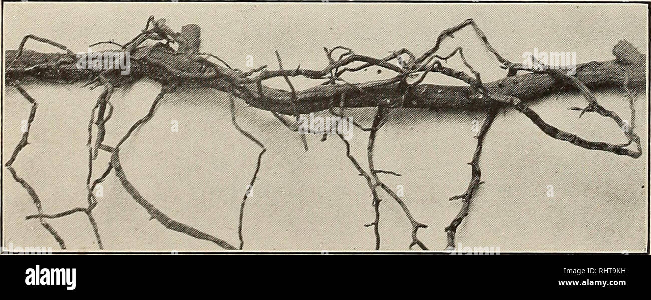 Rhizomorphs hi-res stock photography and images - Alamy