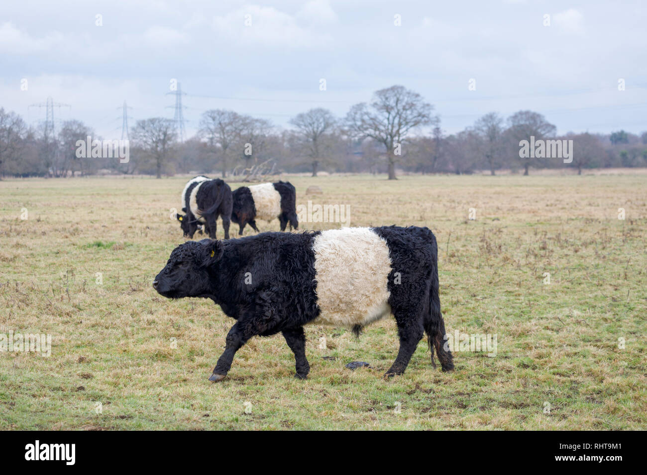Oreo cows hi-res stock photography and images - Alamy