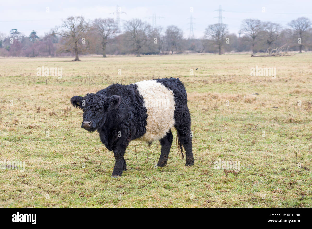 Belted Galloway cows with characteristic long hair coat and broad white ...