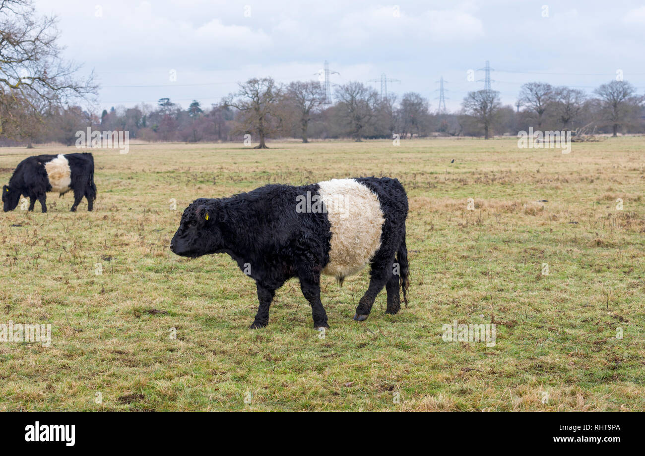 Belted Galloway cows with characteristic long hair coat and broad white ...