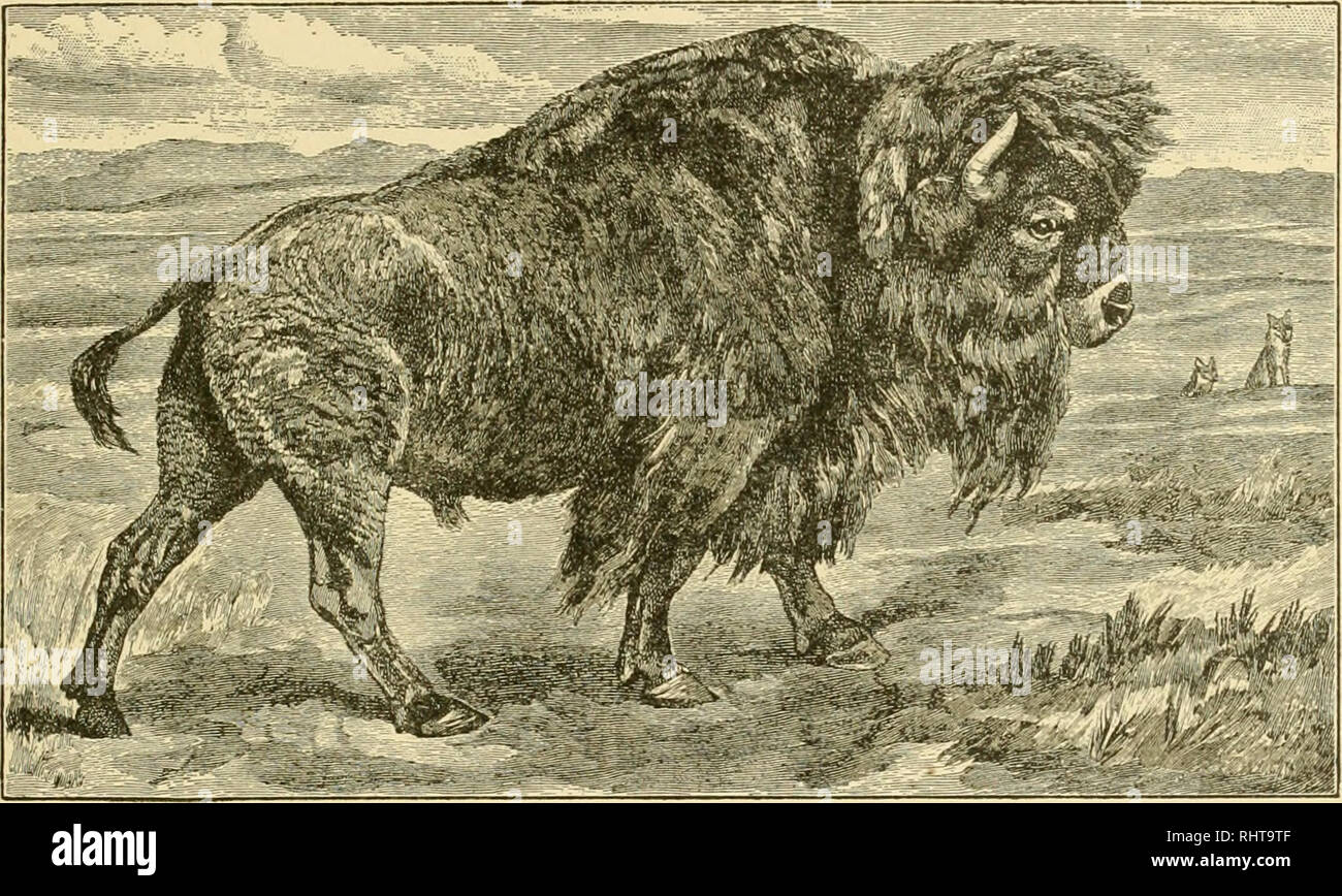 Wolves and thieves hi-res stock photography and images - Alamy