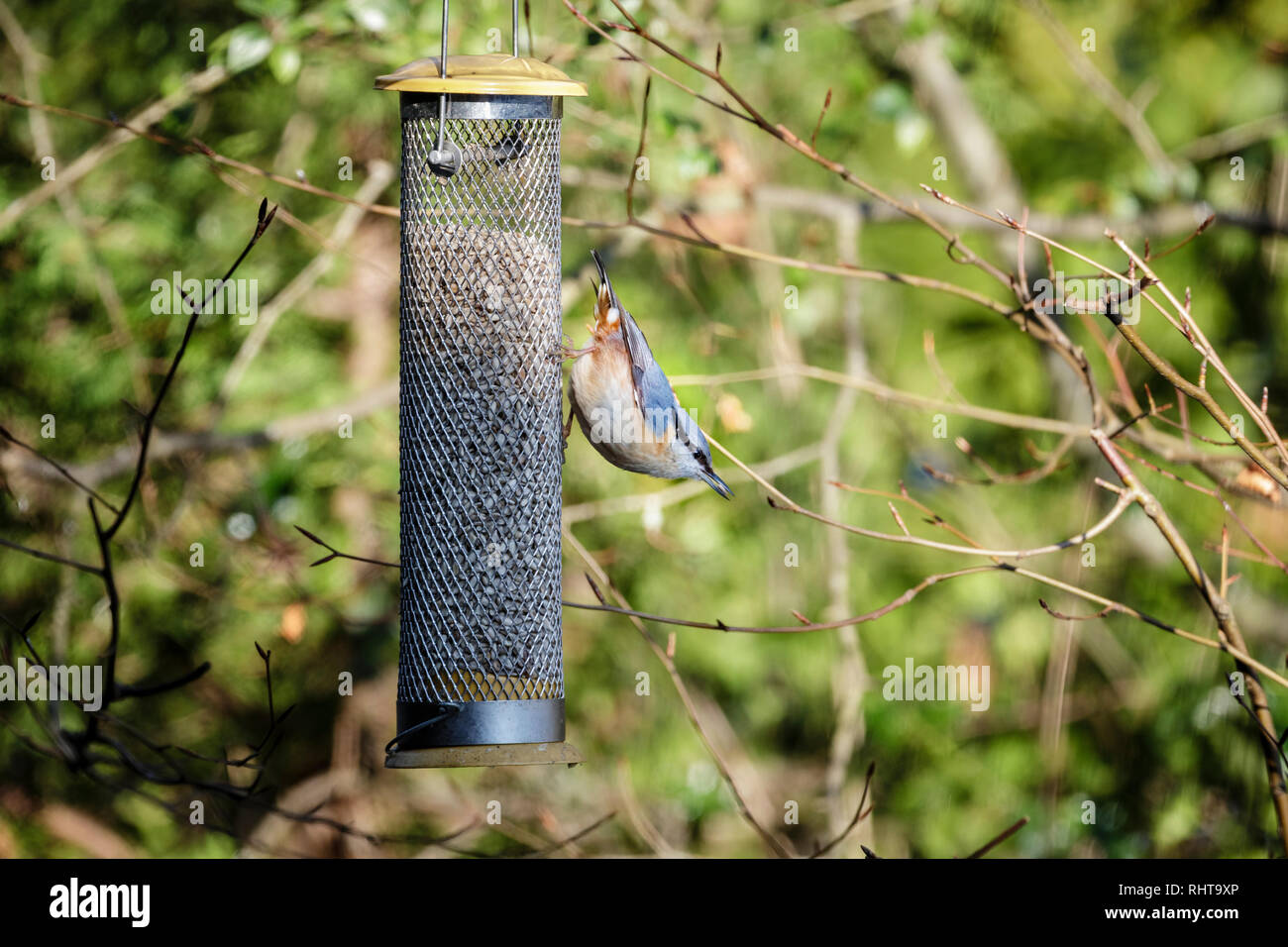 Eurasian nuthatch in a bird feeder hi-res stock photography and images ...