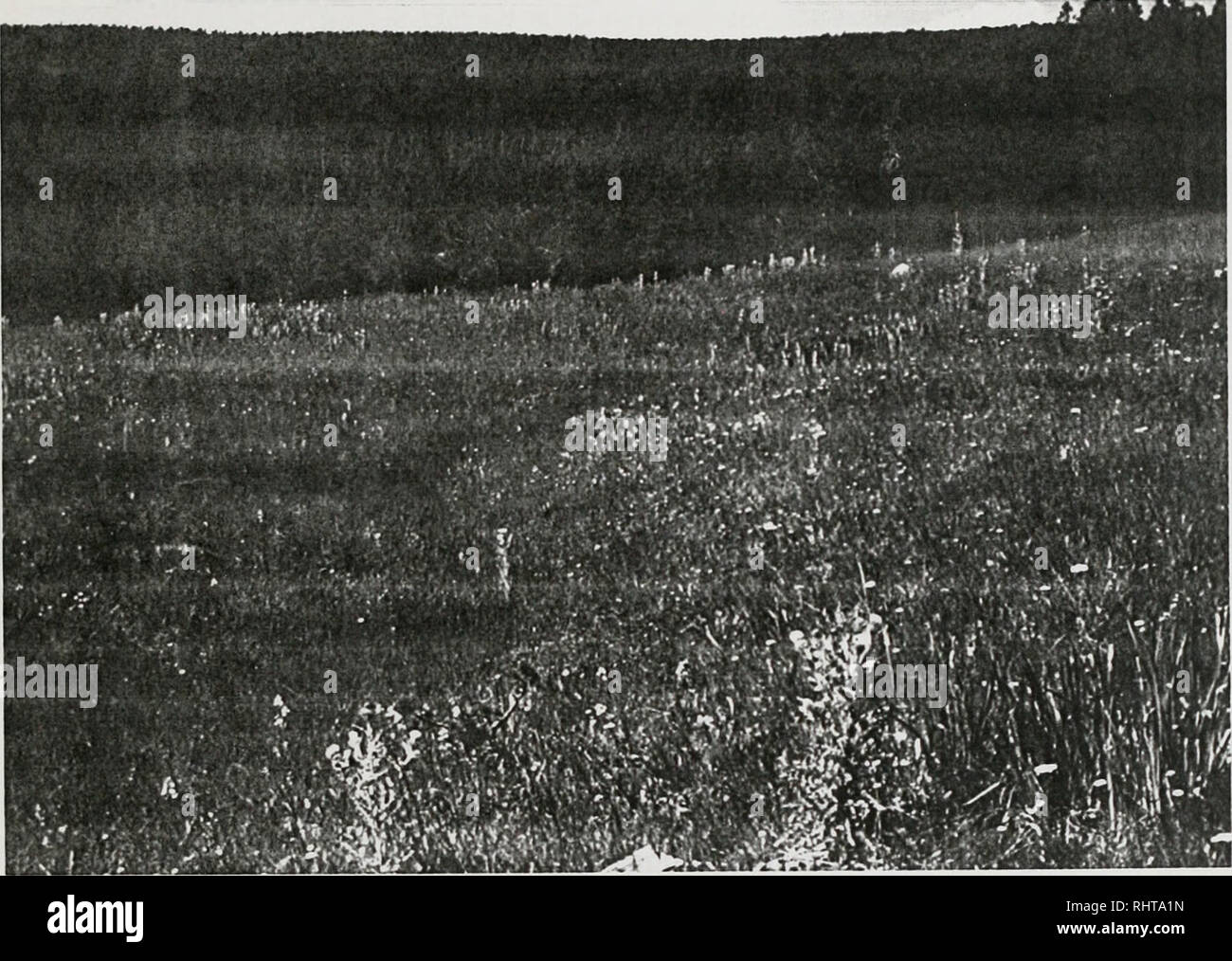 . Sensitive plant surveys in the Big Belt and Elkhorn Mountains, U.S.D ...