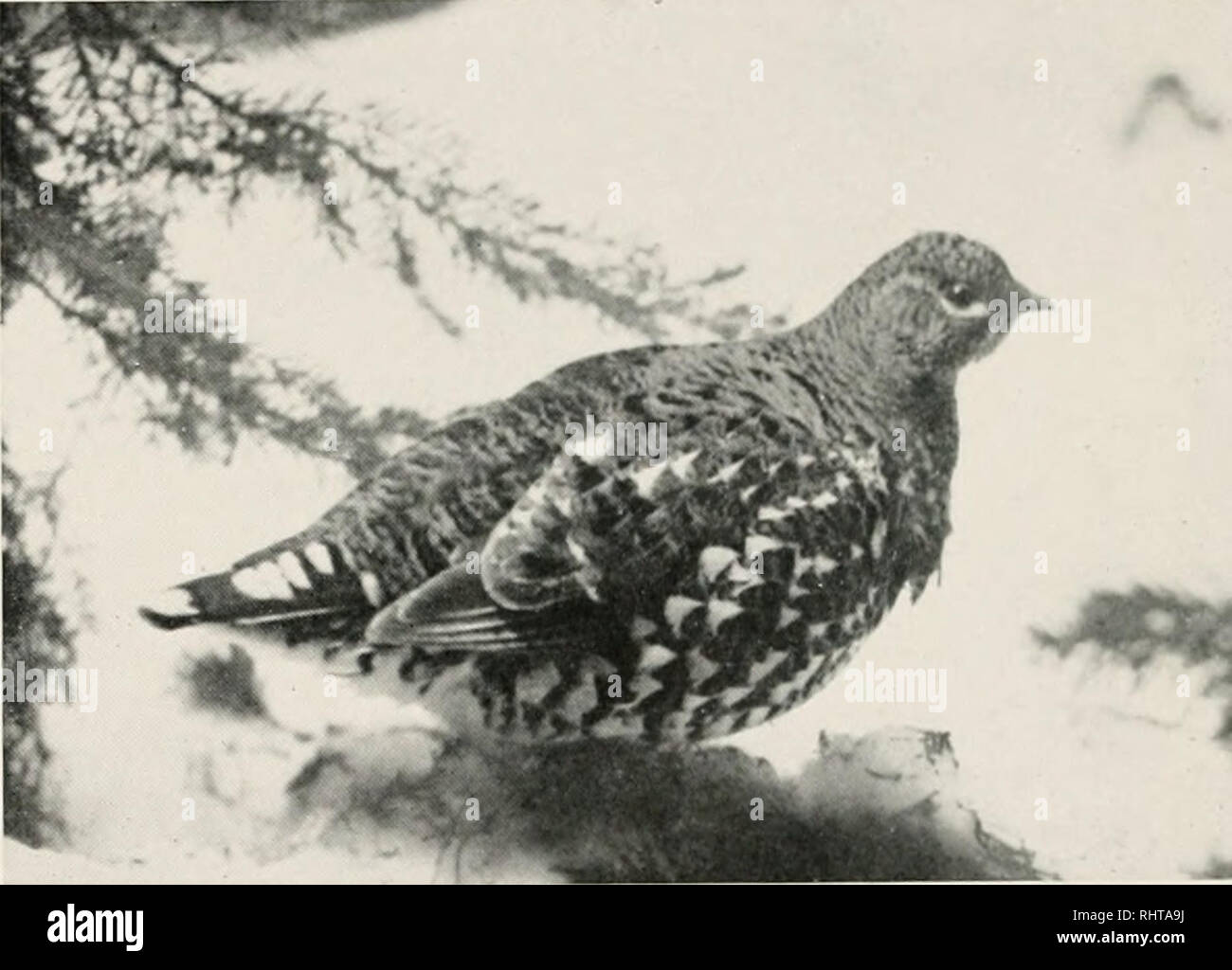 Fool hen hi-res stock photography and images - Alamy