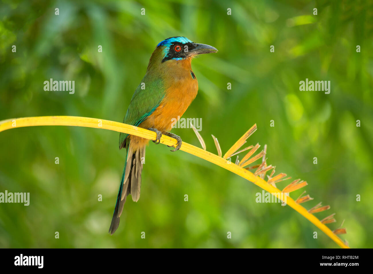 Trinidad tobago motmot island hi-res stock photography and images - Alamy