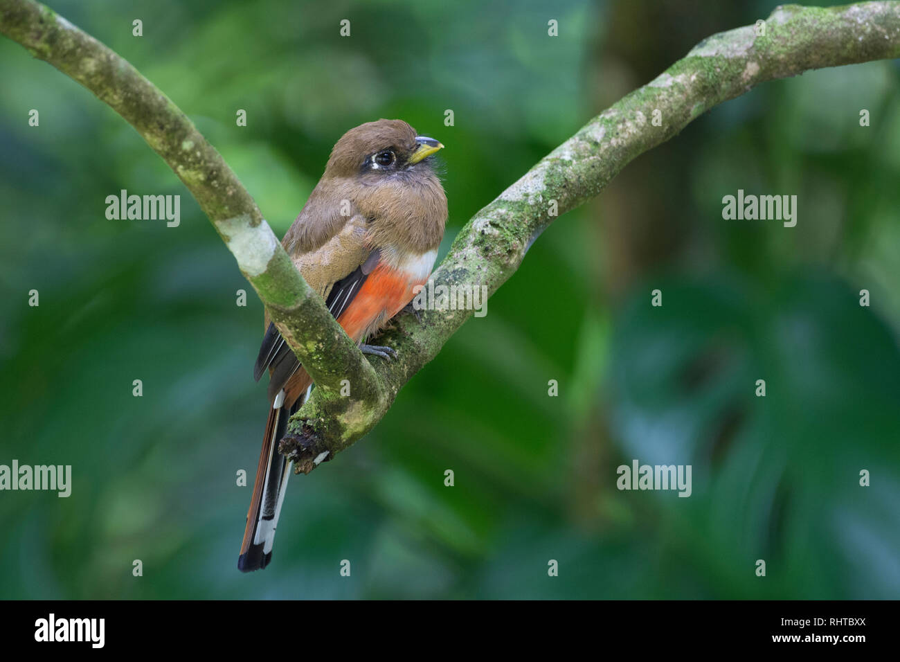 Female collared trogon (Trogon collaris) in Tobago Main Ridge Forest ...