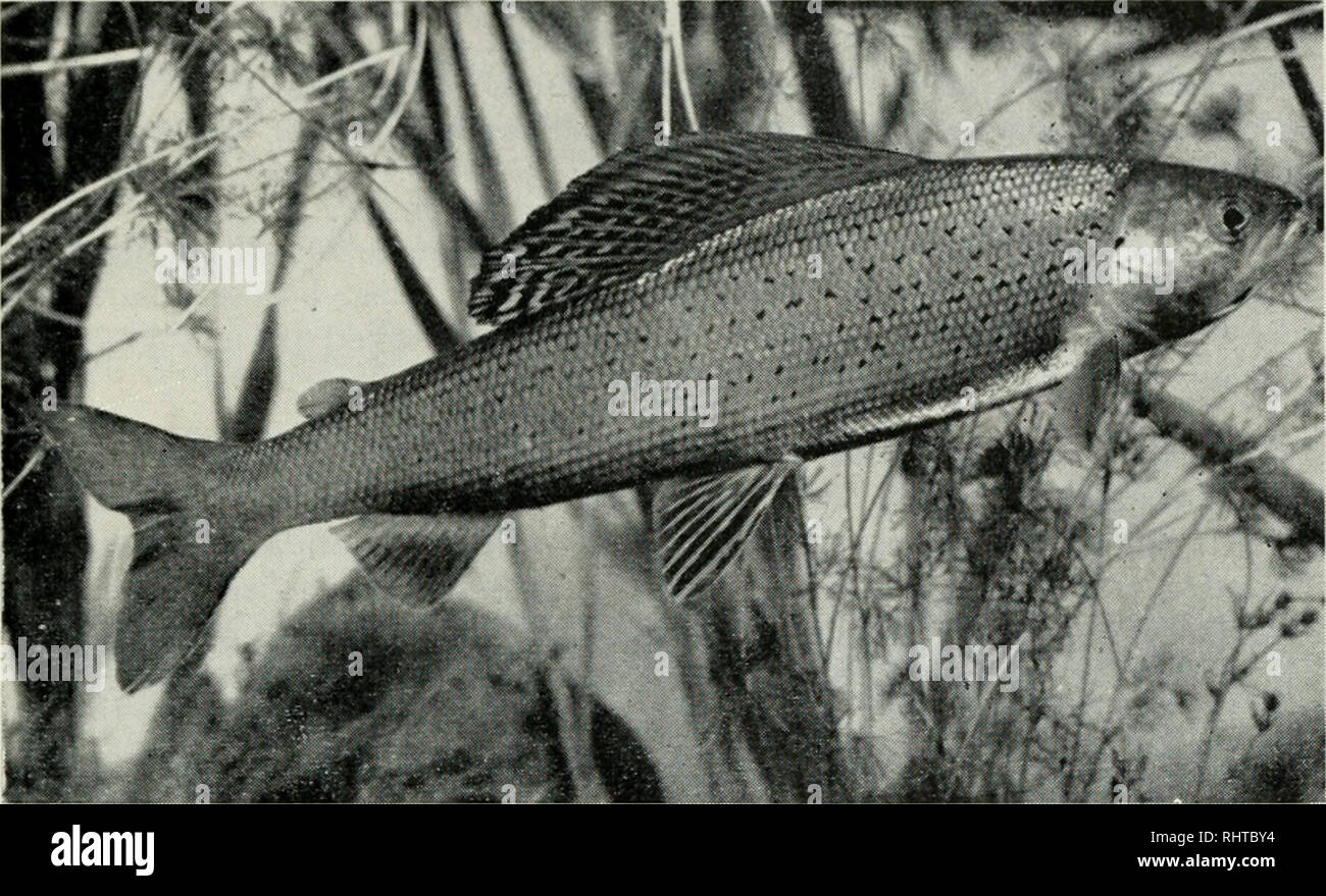 Non game fish hi-res stock photography and images - Alamy