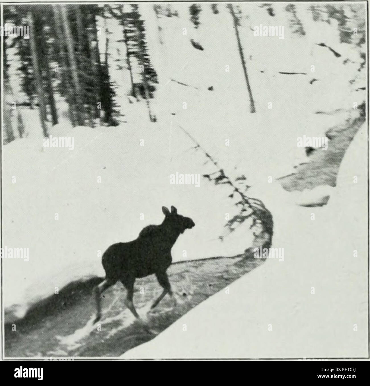 . Biennial report, Montana Game and Fish Commission, State of Montana ...