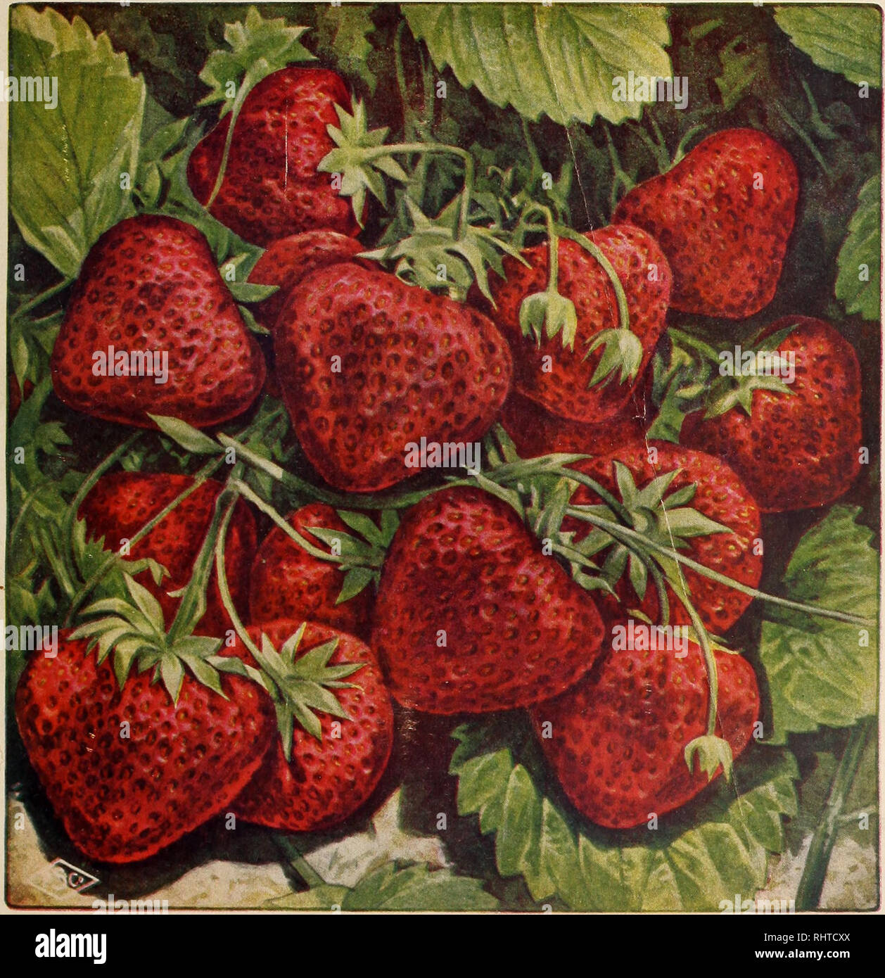 . Better fruit. Fruit-culture. Volume Five Number Nine lo A COPY Dollar ...