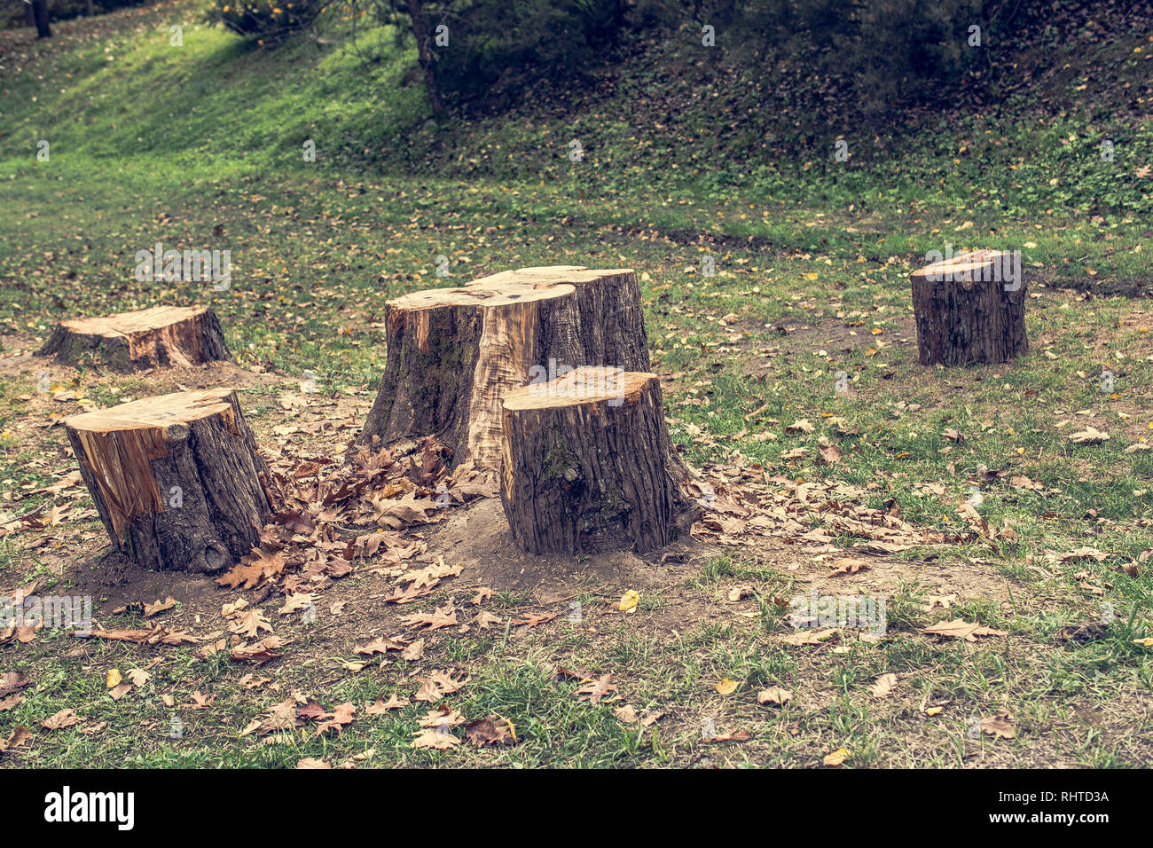 Deforestation with Stump of tree after cutting forest Stock Photo - Alamy Deforestation with Stump of tree after cutting forest Stock Photo - Alamy