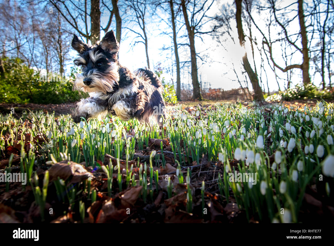 Snowdrops, Cringletie house, Peebles, Scottish Borders Frankie The ...