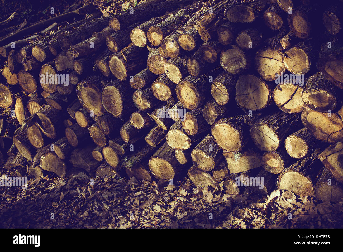 Wooden logs in a forest in the view Stock Photo - Alamy