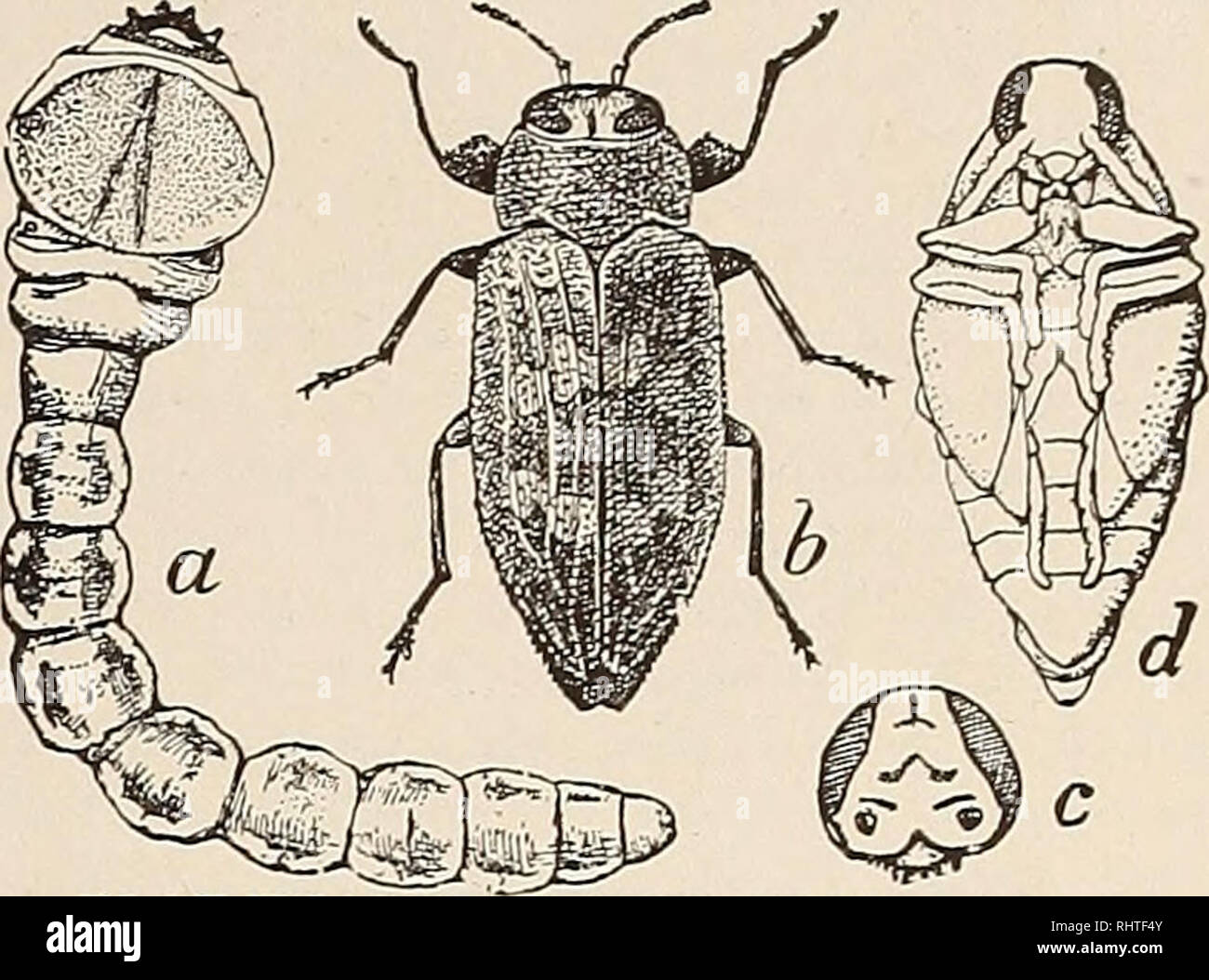 . Better fruit. Fruit-culture. EXTERNAL STRUCTURE OF AN APHIS Colorado ...