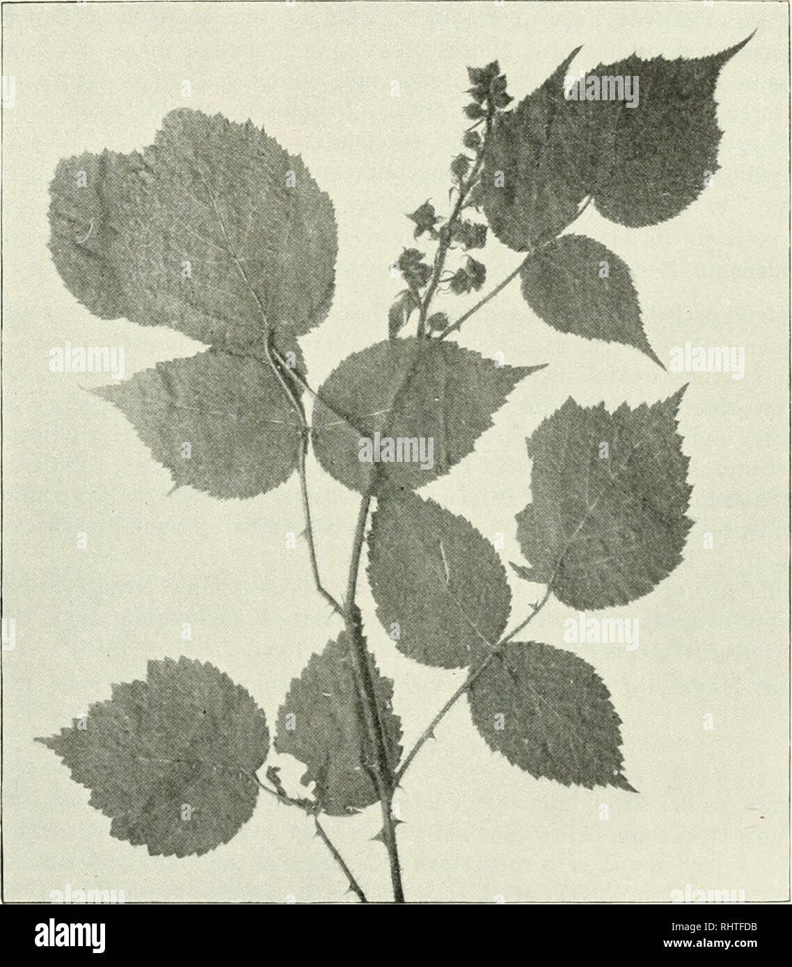 . Bibliotheca botanica. Plants. — 197 — 246. R. erythrolasius Pocke in ...