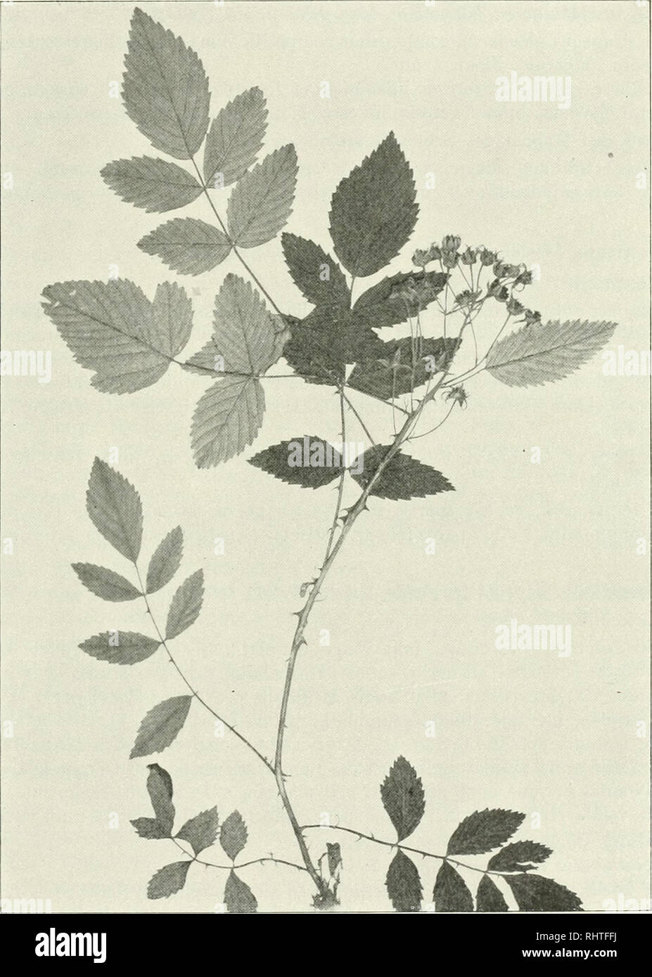 Edules hi-res stock photography and images - Alamy