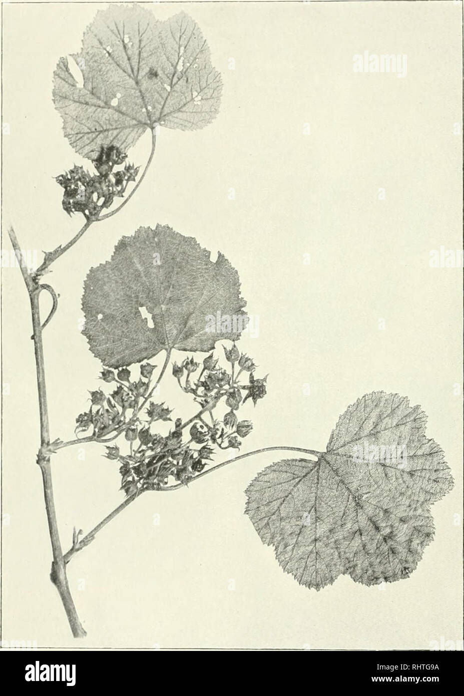 Diam 10 0 cm hi-res stock photography and images - Alamy