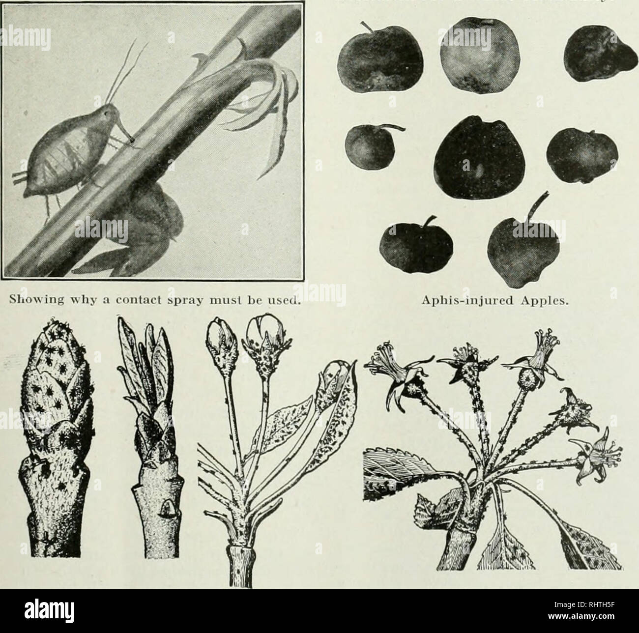 . Better fruit. Fruit-culture. 1915 BETTER FRUIT Page p Black Leaf "40 ...